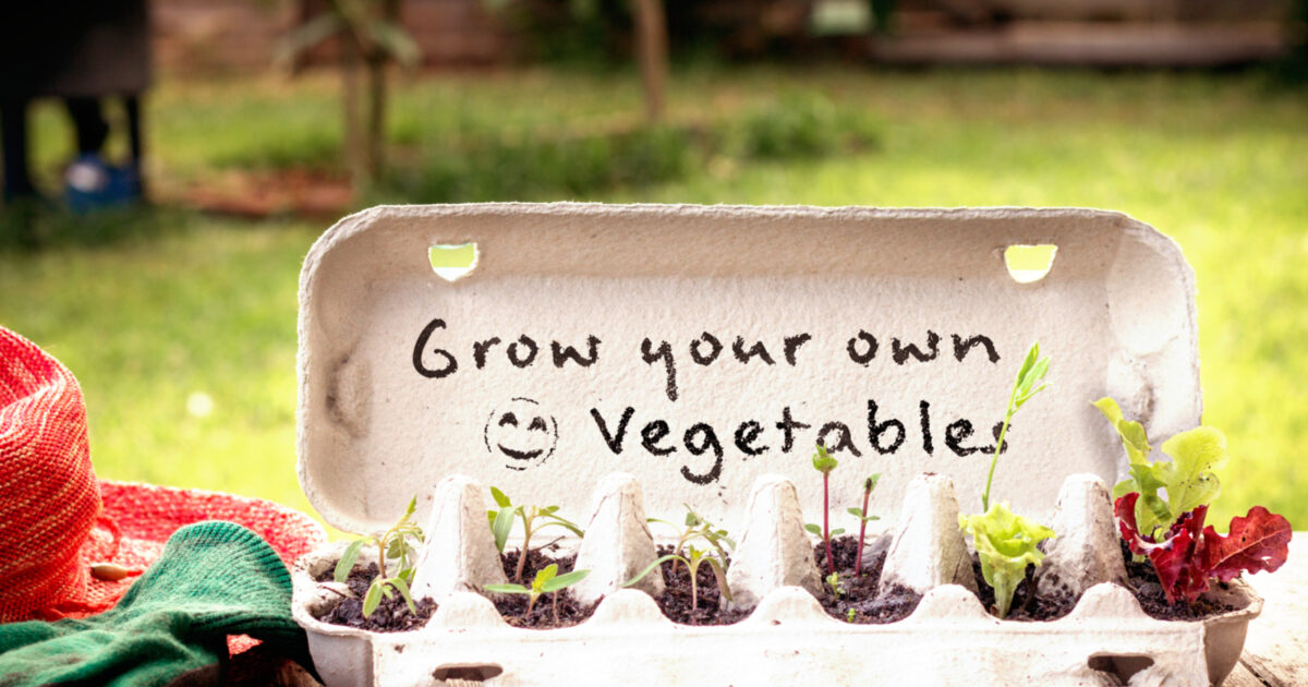 Grow box: cosa è, come funziona e quale comprare - Donna Moderna