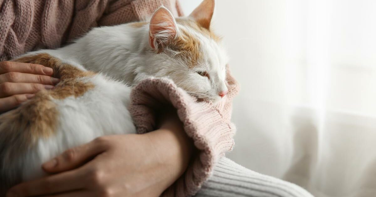 10 modi in cui il tuo gatto ti fa capire che ti ama davvero - Donna Moderna