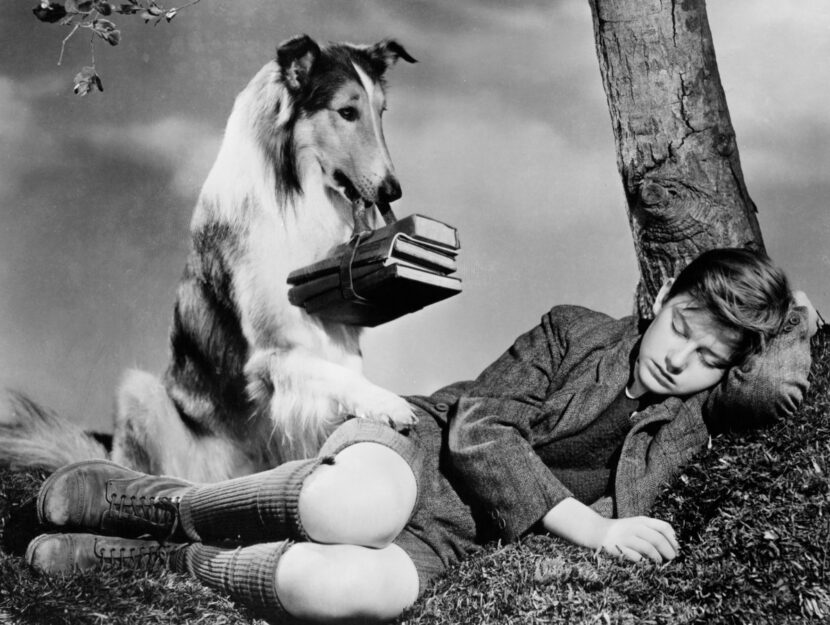 Lassie torna a casa: riappare il Collie più famoso al mondo - Donna Moderna