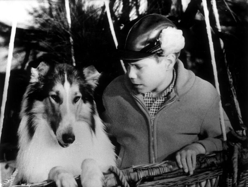 Lassie torna a casa: riappare il Collie più famoso al mondo - Donna Moderna