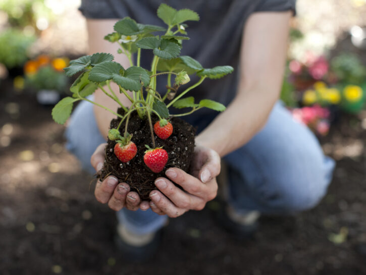 Come coltivare le fragole in balcone - Donna Moderna