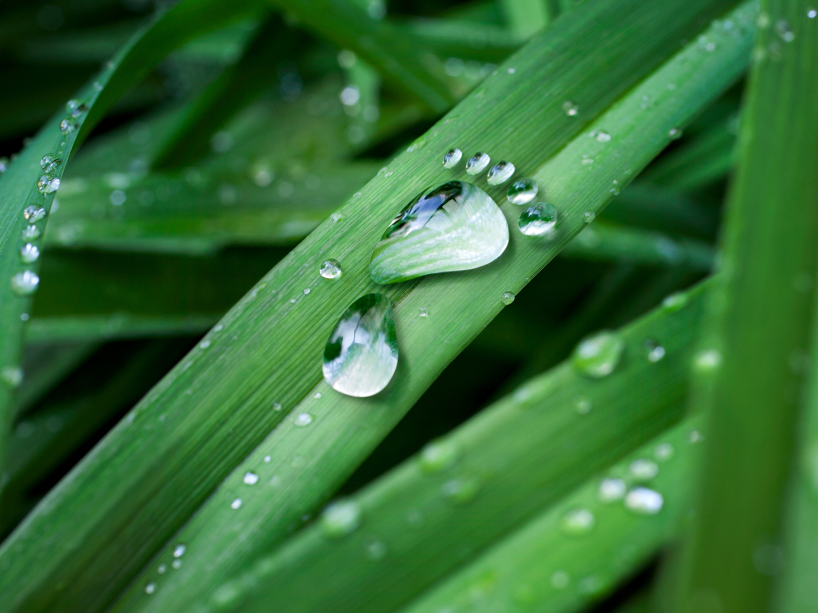 Cos'è è come si calcola la carbon footprint o impronta di carbonio ...