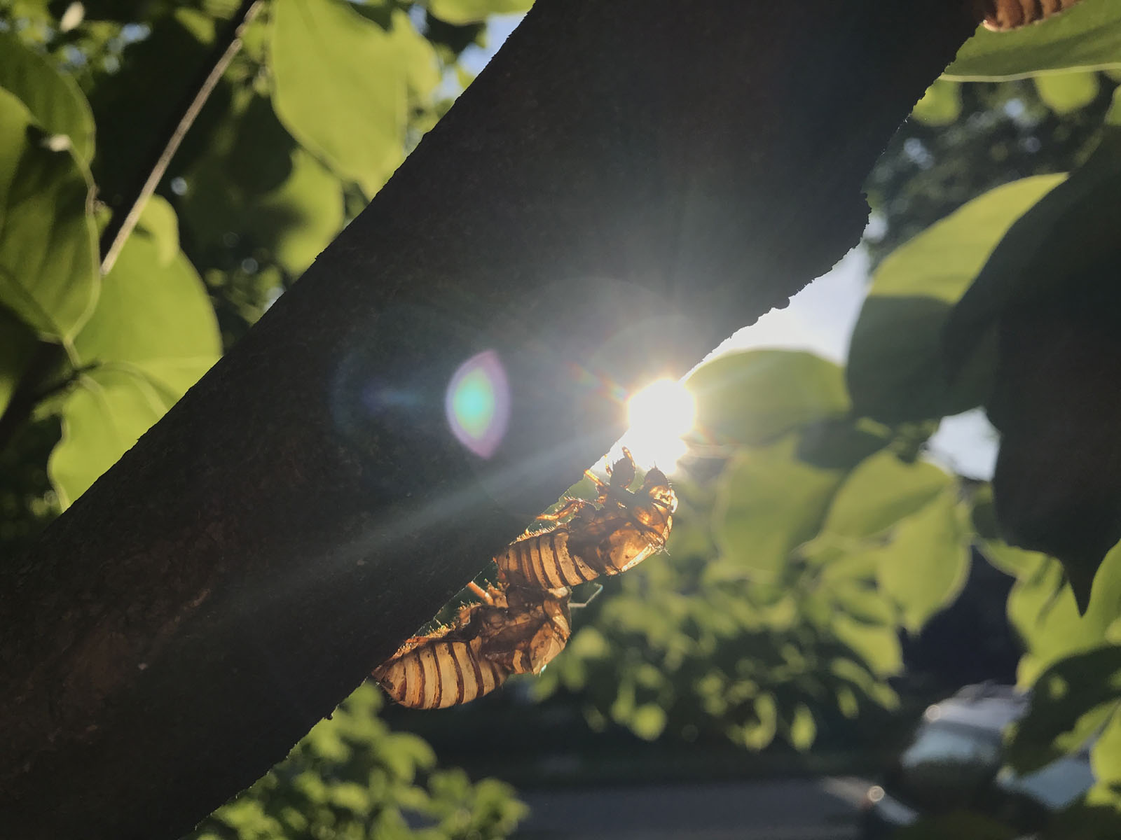 Ma perché le cicale quest’estate cantano così forte? - Donna Moderna