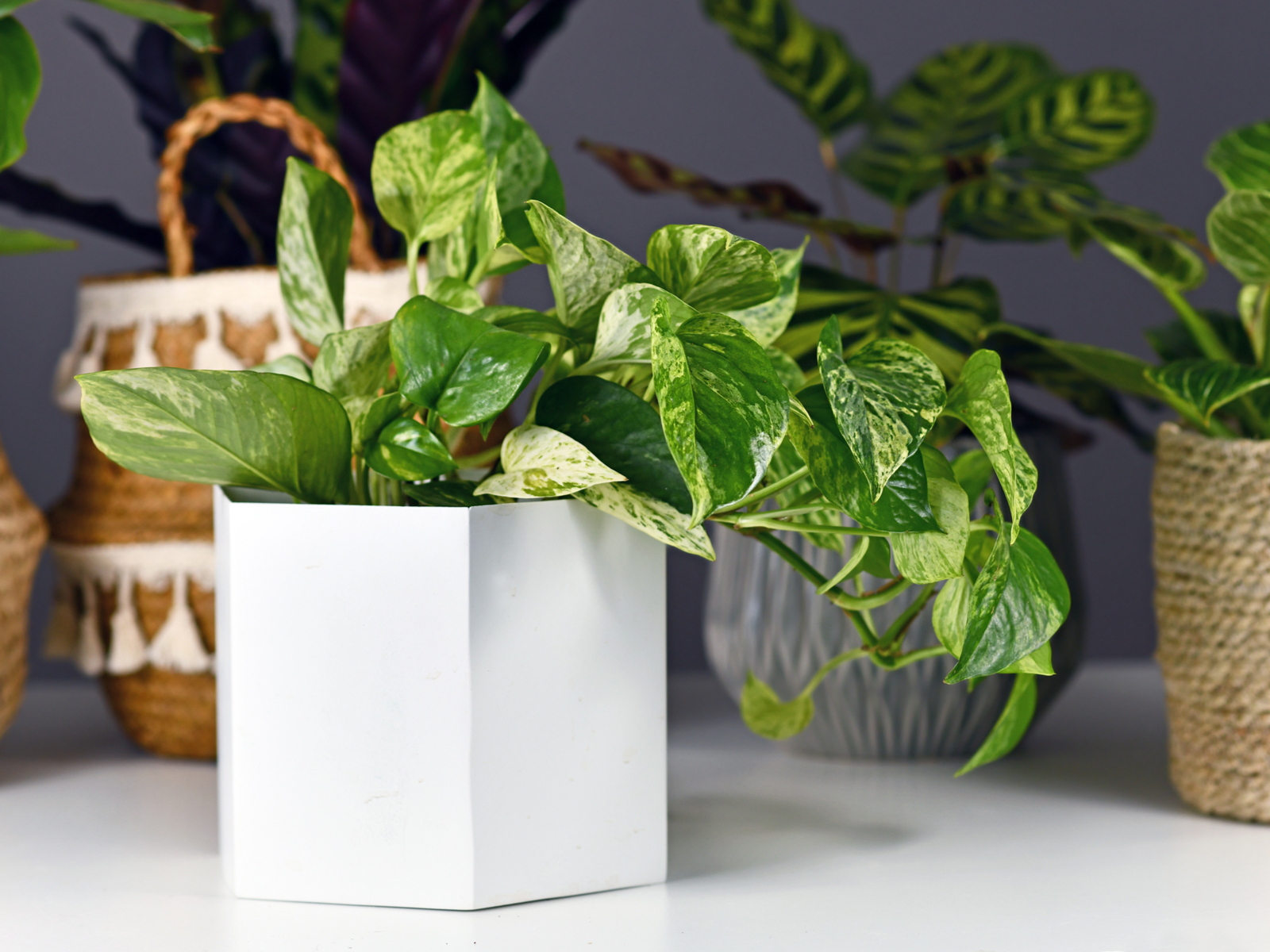 Pothos: varietà, cura e come coltivarlo in acqua - Donna Moderna