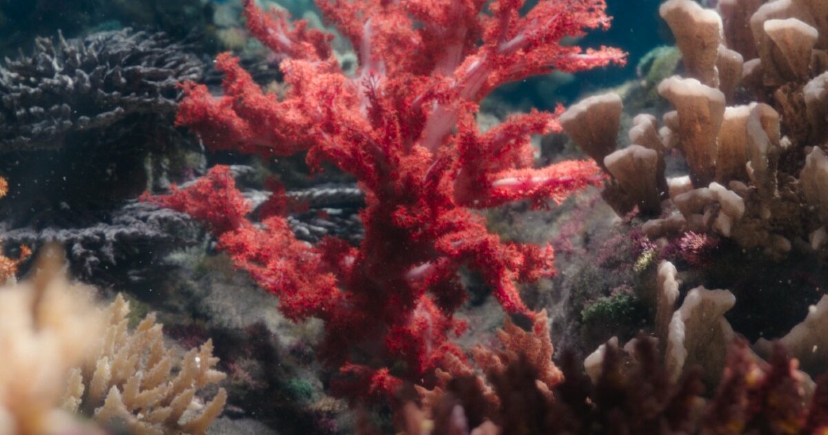 Sheba® HOPE Reef per rigenerare la barriera corallina - Donna Moderna