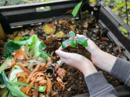 Compostiera: come usarla, cosa metterci e cosa non metterci - Donna Moderna