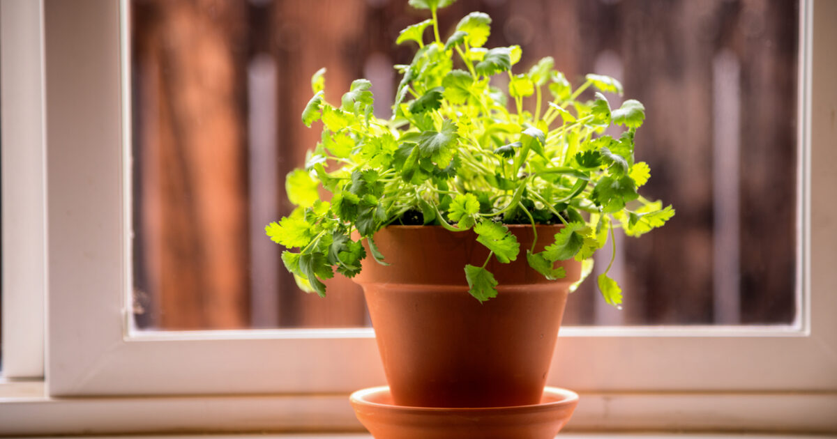 Come coltivare il coriandolo in casa e in giardino - Donna Moderna