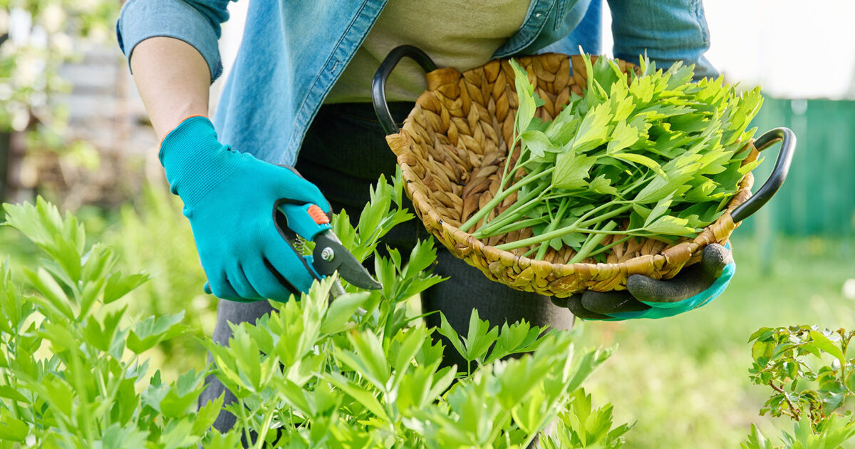 Levistico: proprietà, benefici e usi in cucina - Donna Moderna