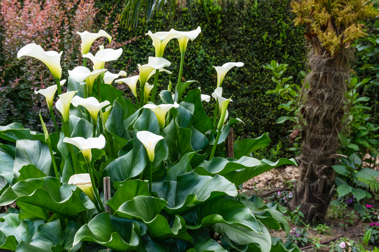 I fiori di maggio e come curare il giardino a primavera - Donna Moderna