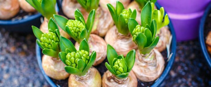 Come conservare e piantare i bulbi - Donna Moderna