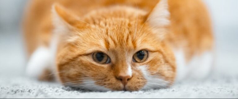 Storia del gatto | Come il gatto è diventato animale domestico - Donna ...