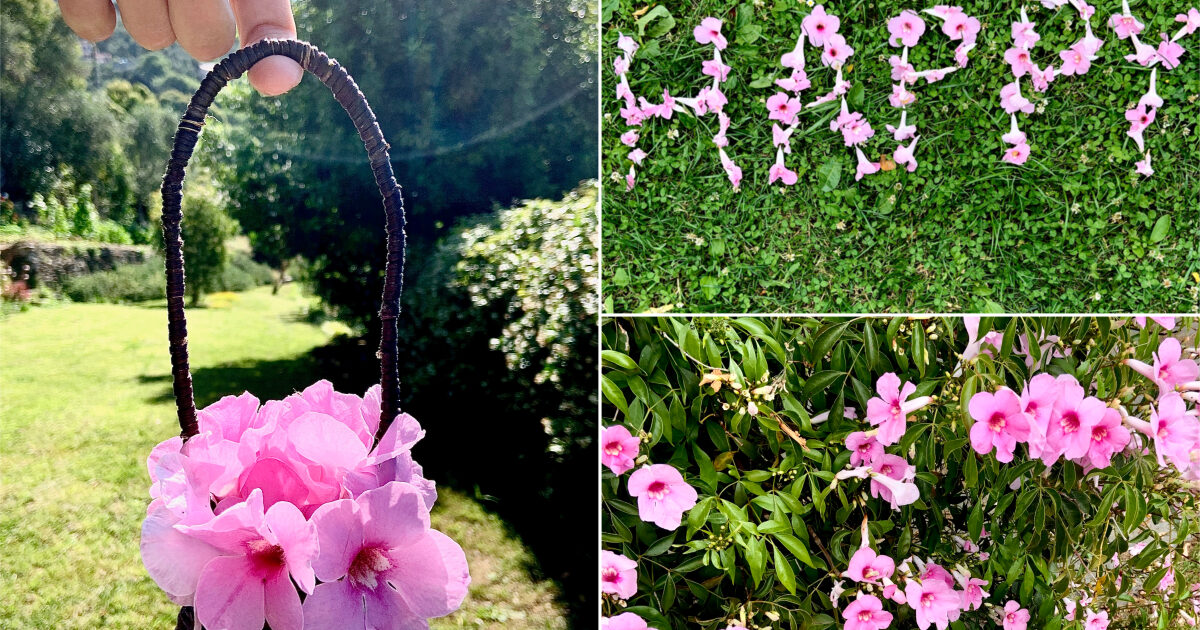 Bignonia: pianta rampicante. Cure e consigli - Donna Moderna