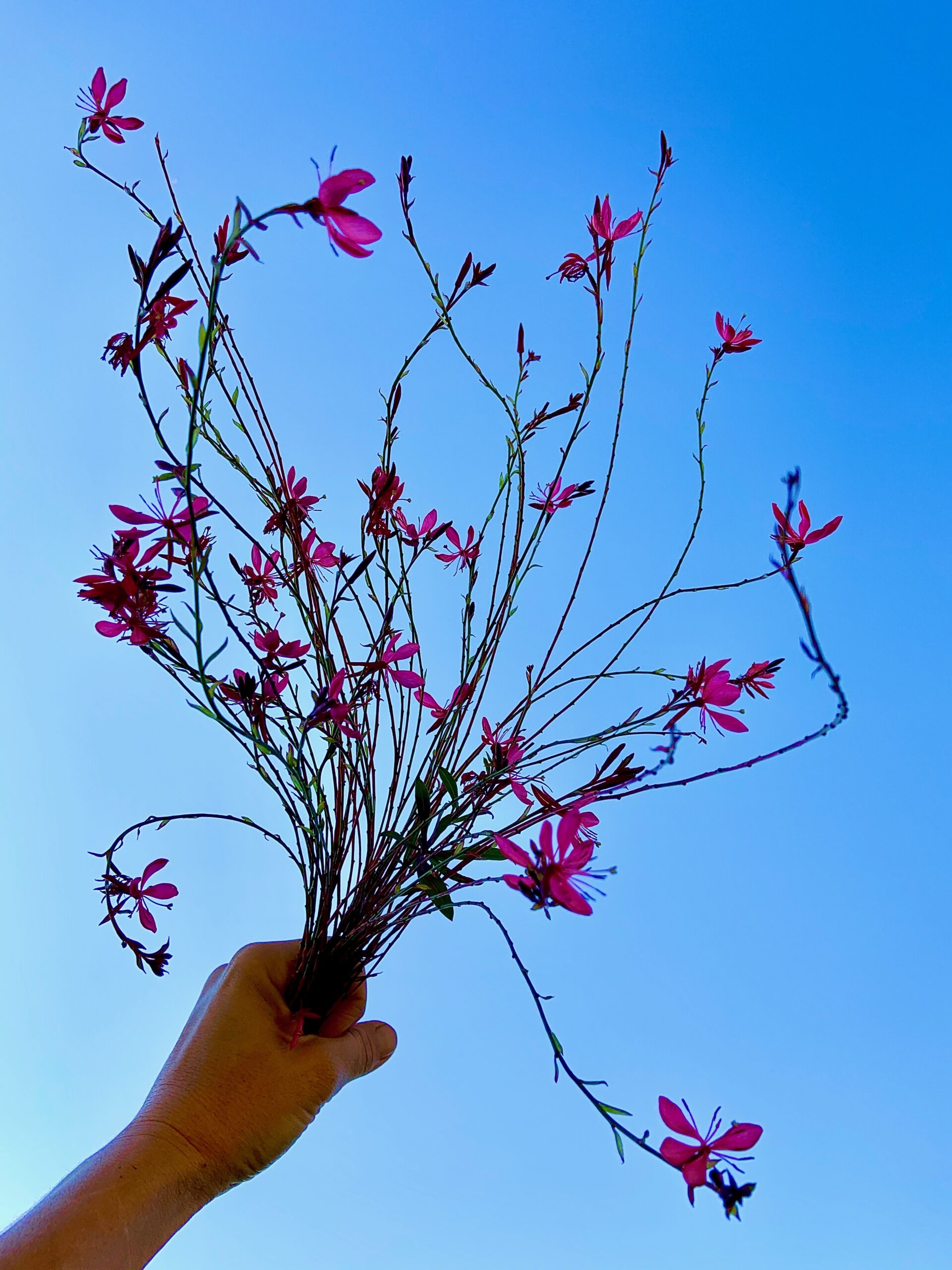 Gaura: istruzioni per coltivare una pianta facile - Donna Moderna