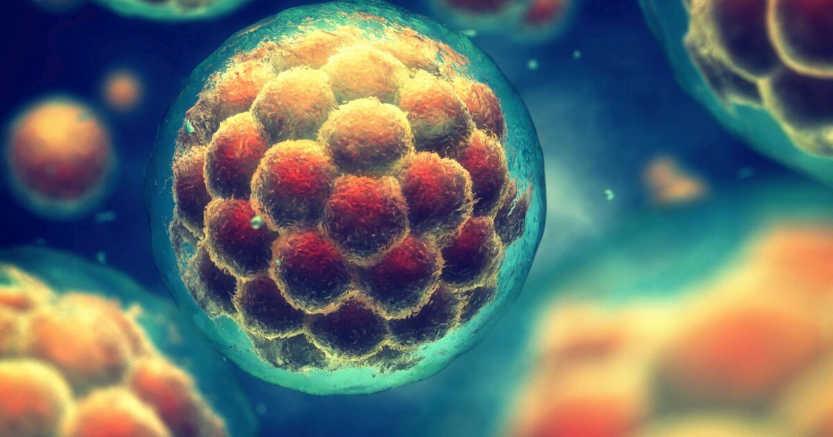 Ottenuti embrioni umani sintetici con cellule staminali - Donna Moderna