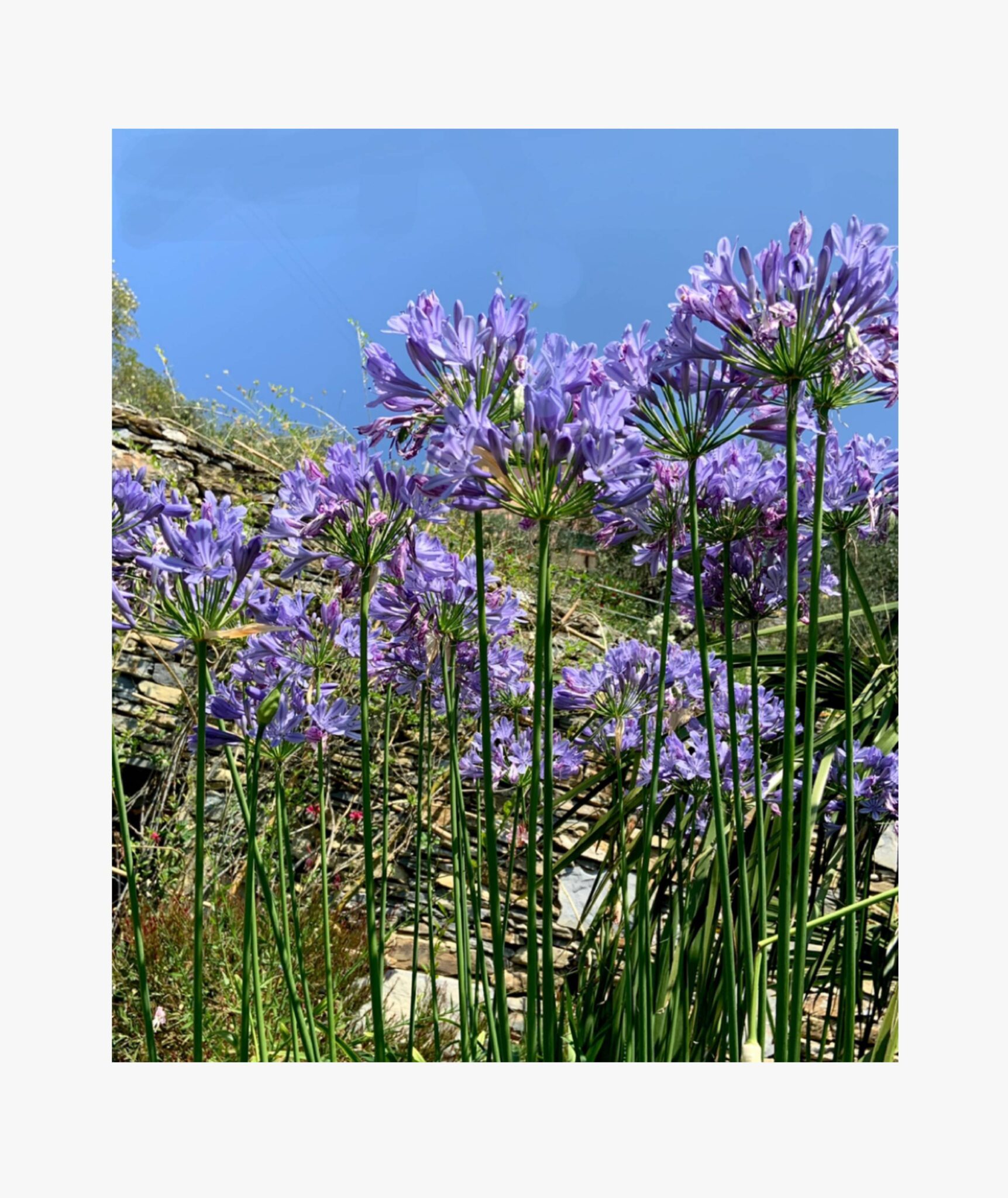 Agapanto: perfetto per giardini e bouquet - Donna Moderna