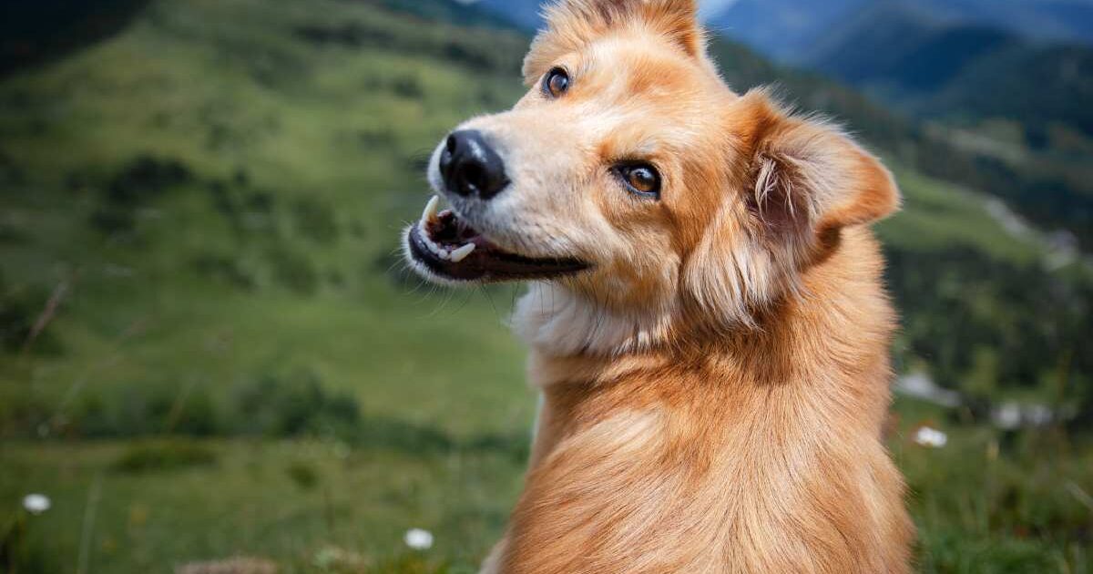 Il cane, il miglior coinquilino che c'è - Donna Moderna