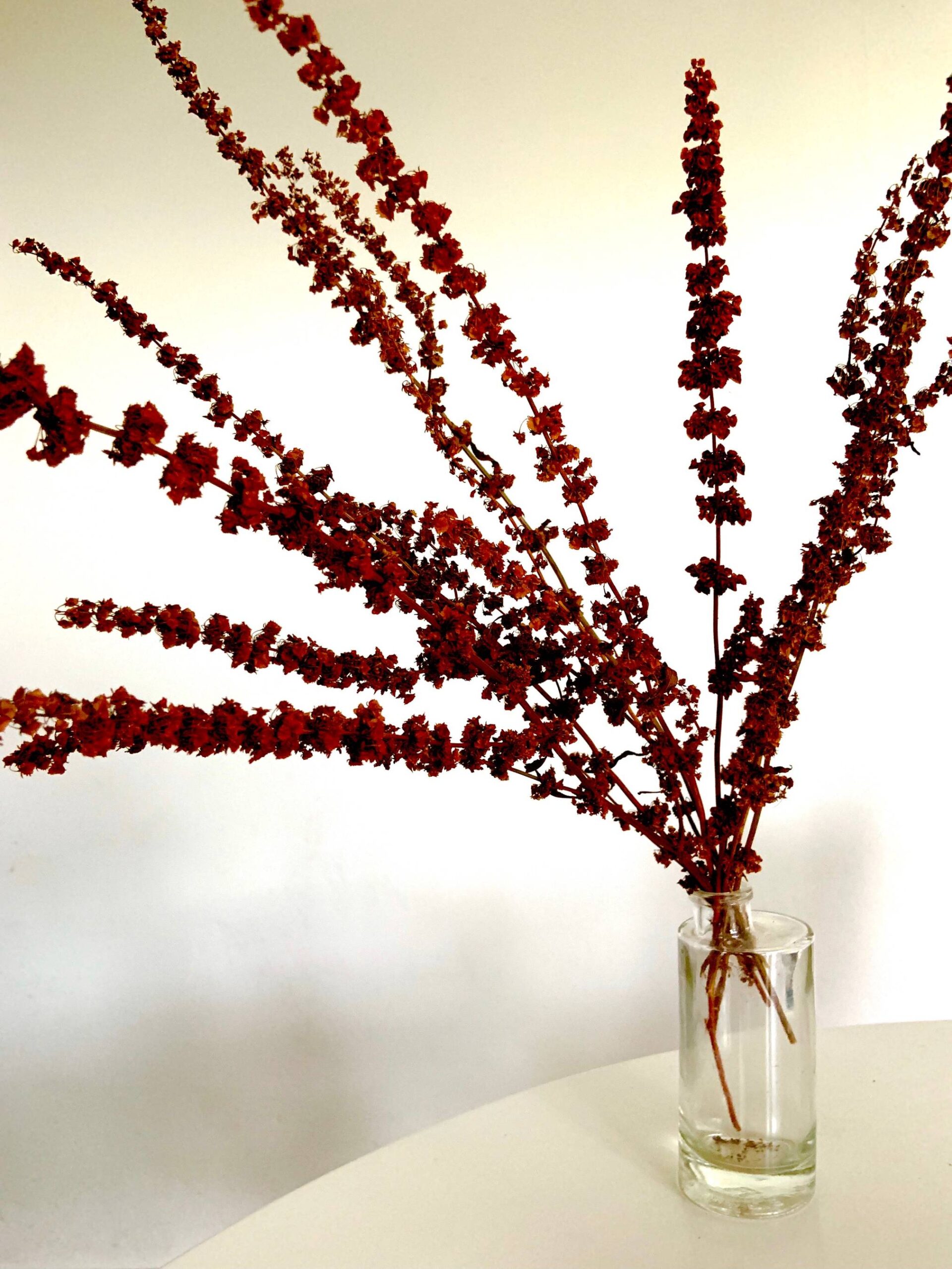 Fiori secchi: la guida per un bouquet sostenibile - Donna Moderna