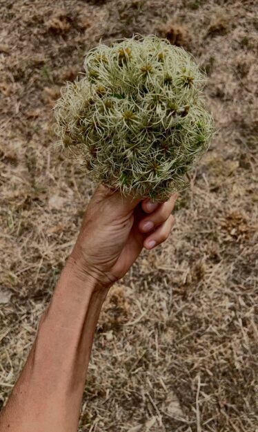 Fiori secchi: la guida per un bouquet sostenibile - Donna Moderna