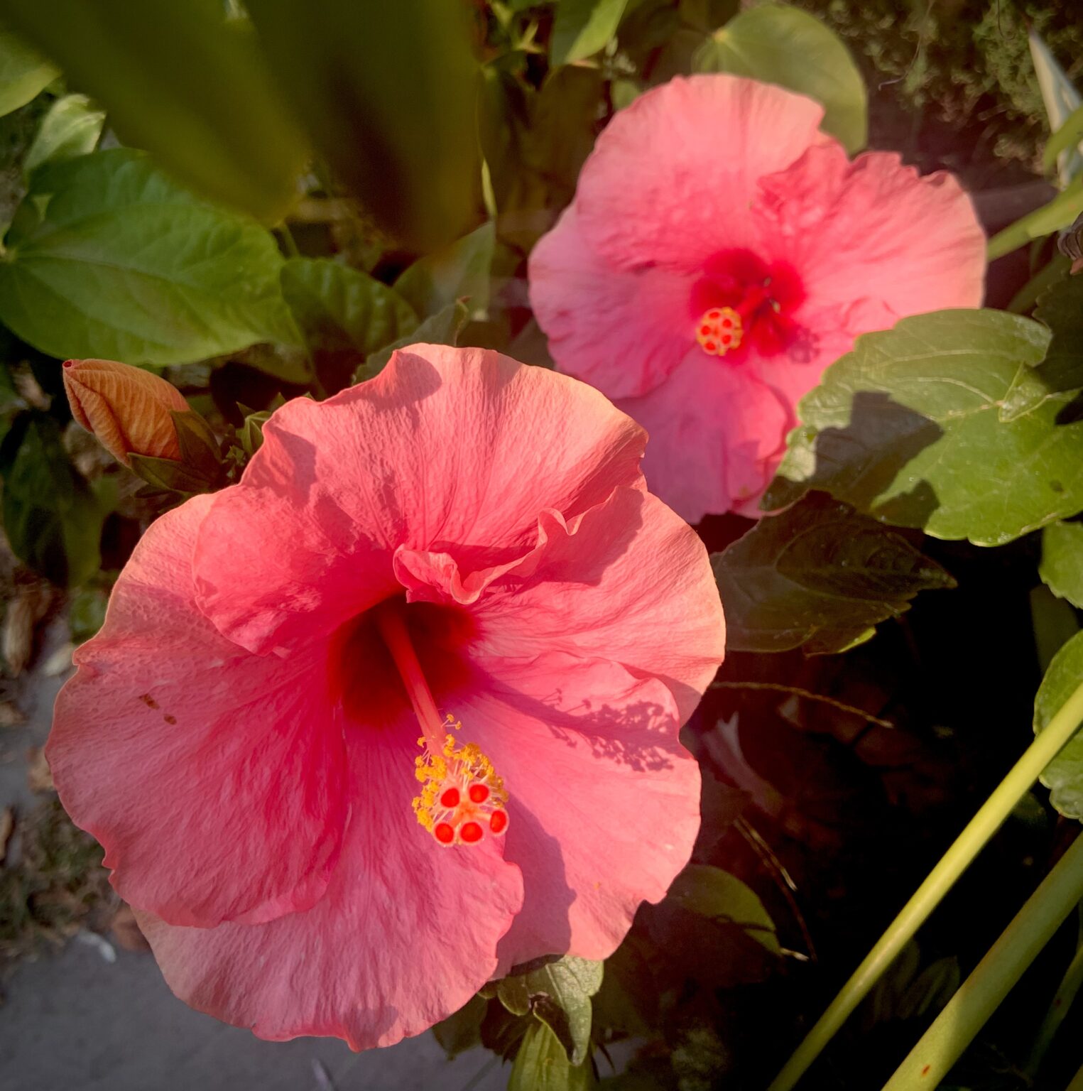 Ibisco: pianta cosmopolita e adatta ai climi miti - Donna Moderna