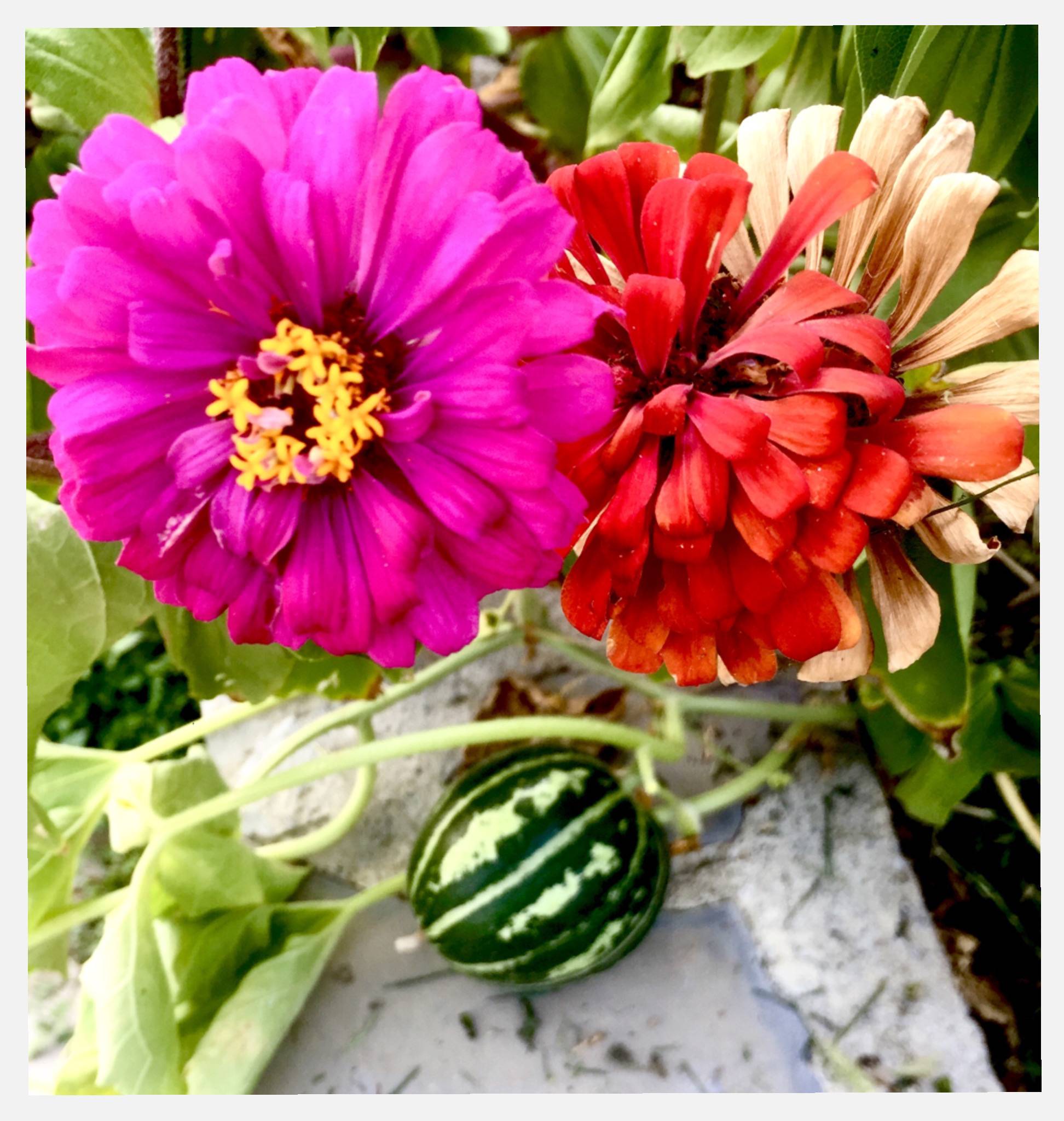 Zinnia: il bouquet coi colori dell'estate - Donna Moderna