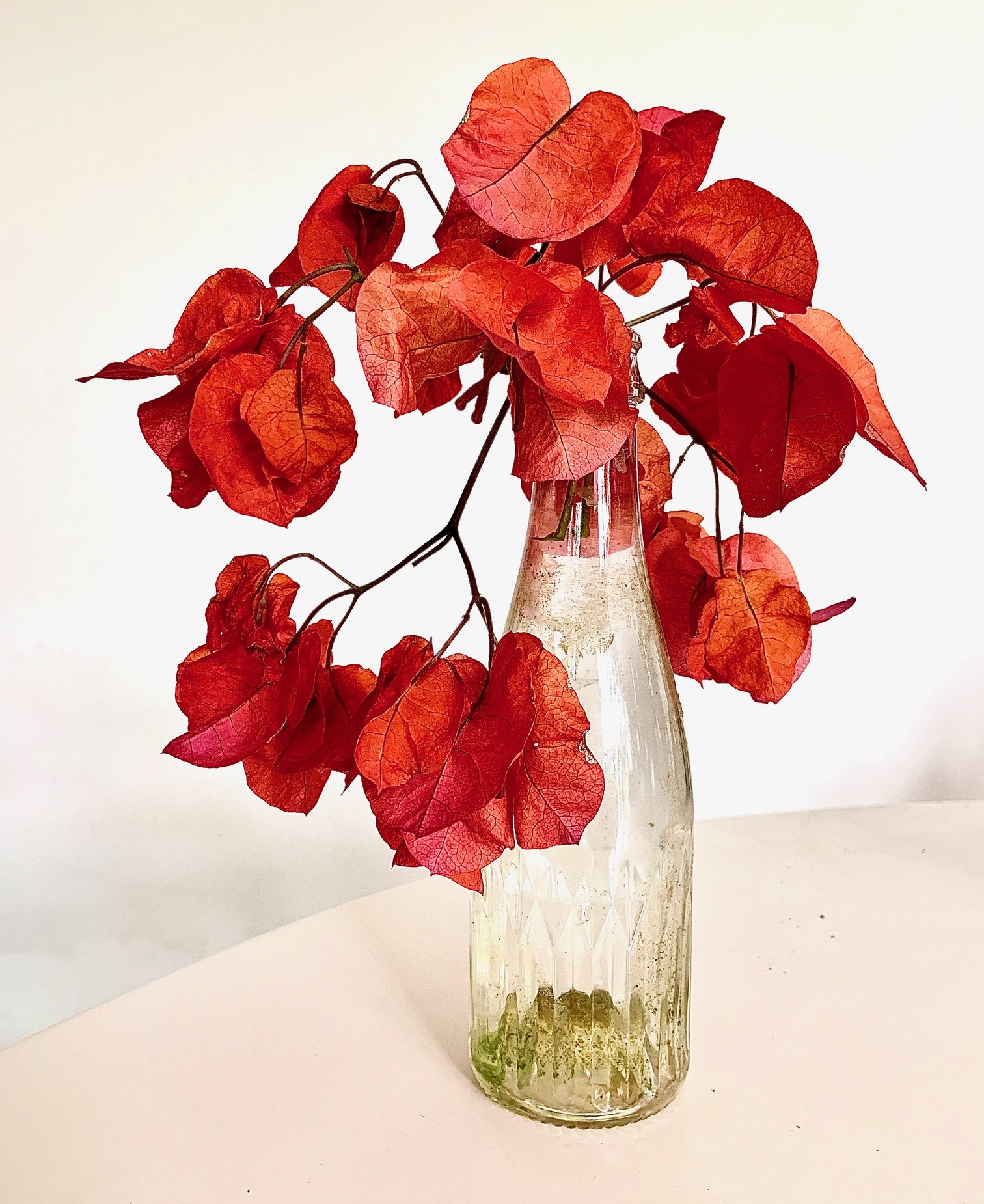 Bougainvillea: la bella rampicante da lontano - Donna Moderna