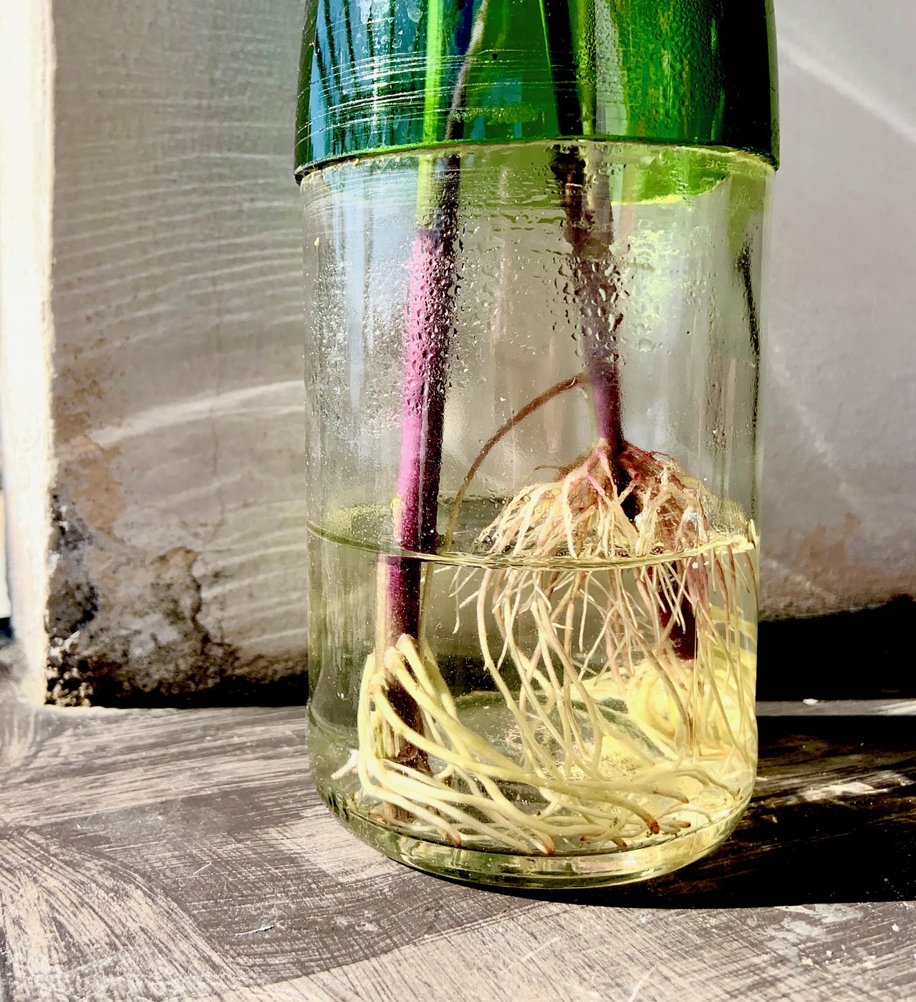 Talea: dare vita a una nuova pianta - Donna Moderna