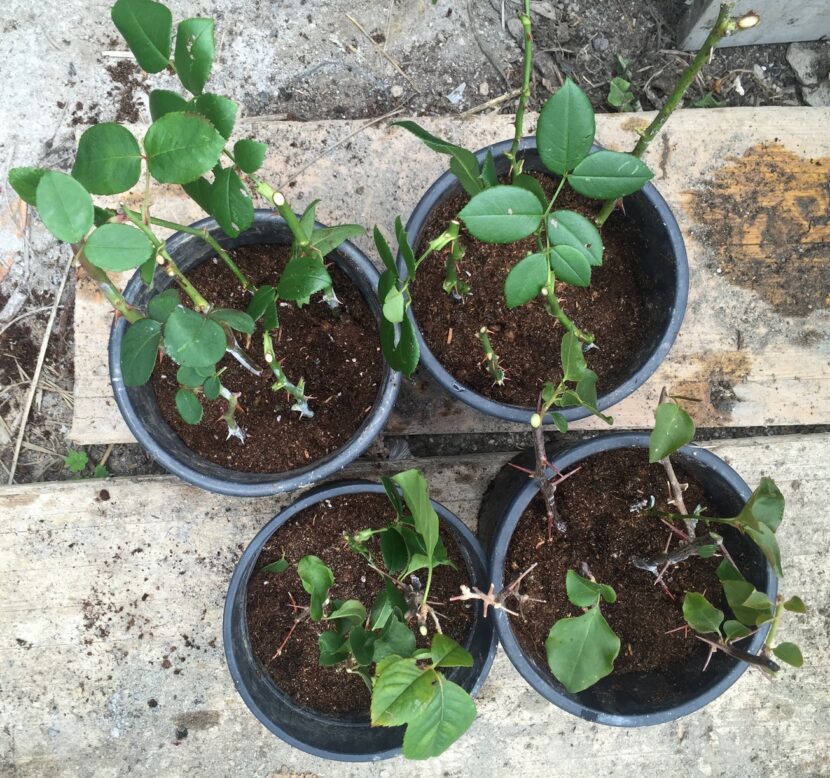 Talea: dare vita a una nuova pianta - Donna Moderna