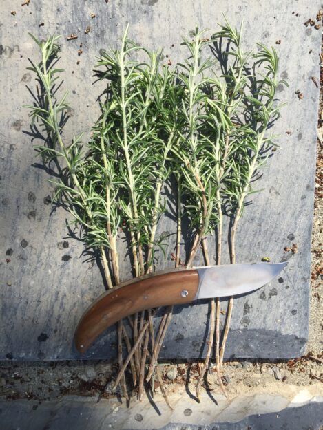 Rosmarino istruzioni per l'uso - Donna Moderna