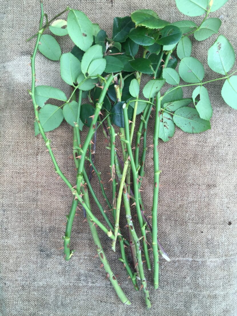 Talea: dare vita a una nuova pianta - Donna Moderna