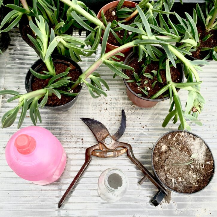 Talea: dare vita a una nuova pianta - Donna Moderna