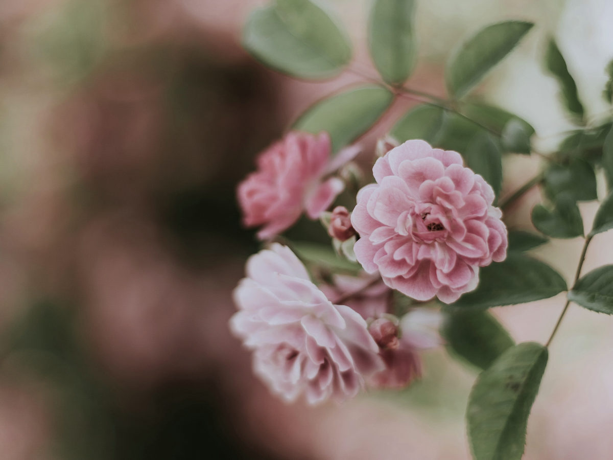 I fiori di maggio e come curare il giardino - Donna Moderna
