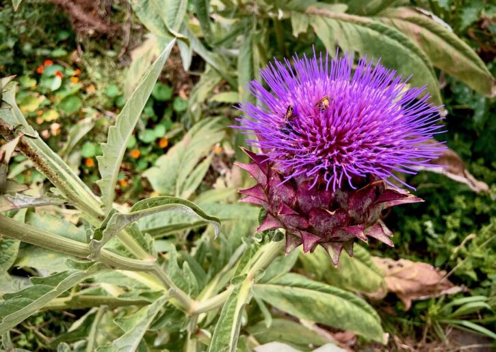 Cardo: pianta bella in estate e buona in inverno - Donna Moderna