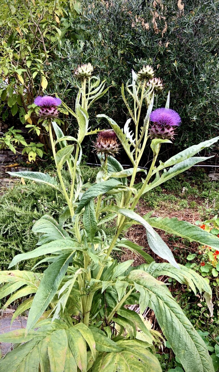 Cardo: pianta bella in estate e buona in inverno - Donna Moderna