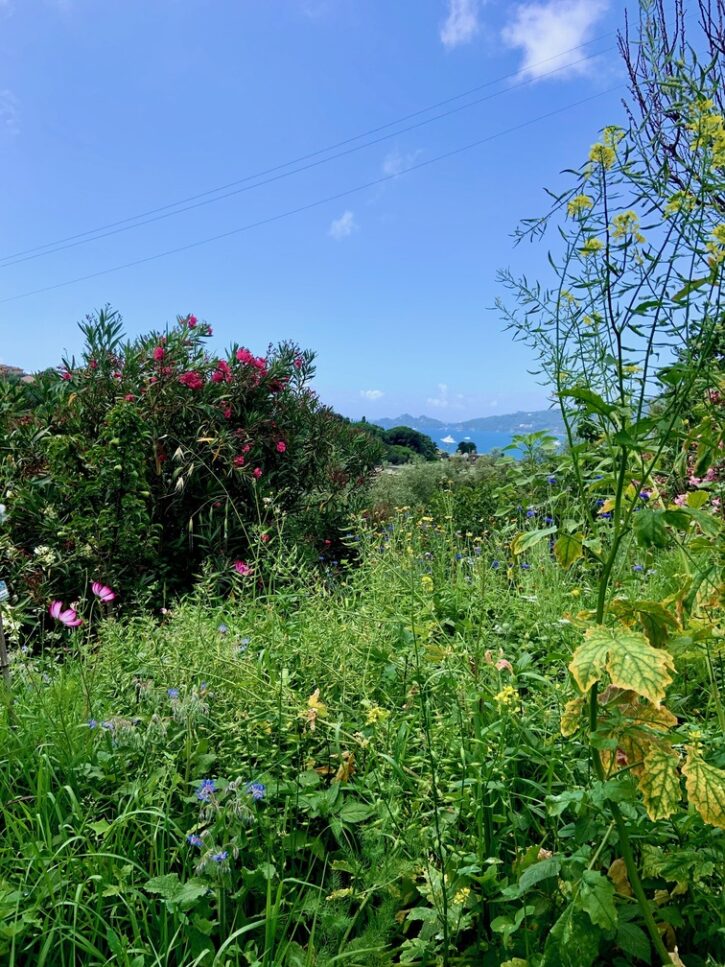 Come ottenere un prato fiorito - Donna Moderna
