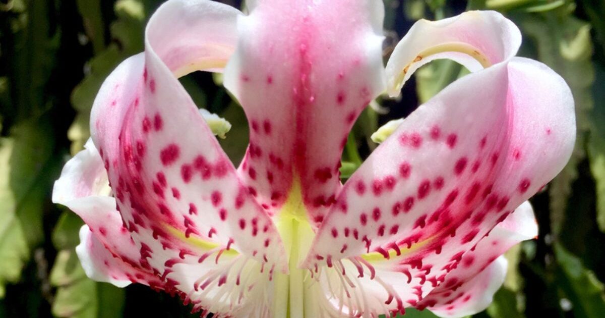 Bulbi primaverili in autunno: come fare - Donna Moderna