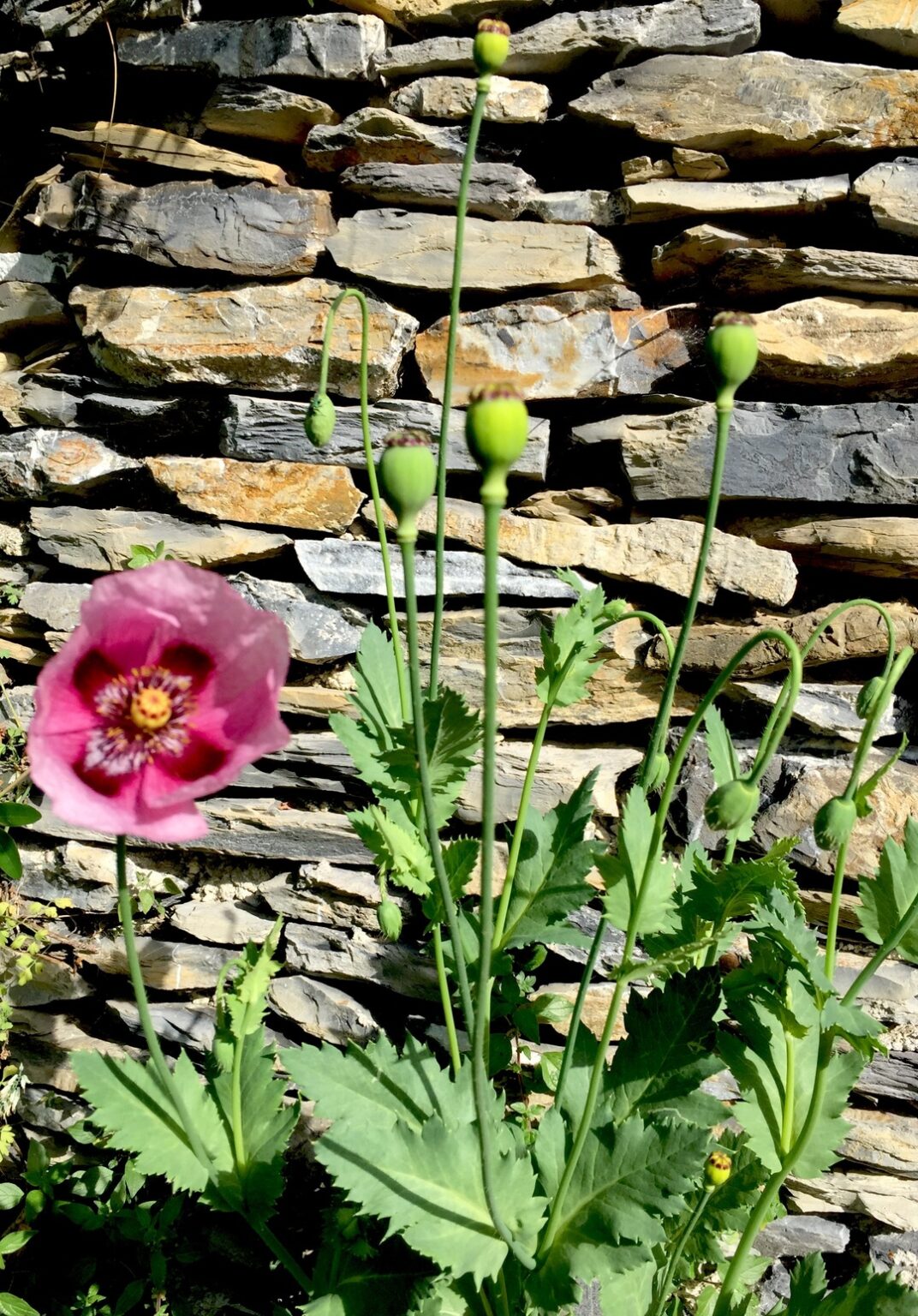 Papavero, il fiore del ricordo - Donna Moderna