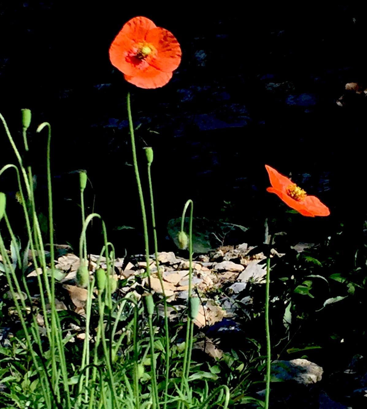 Papavero, il fiore del ricordo - Donna Moderna