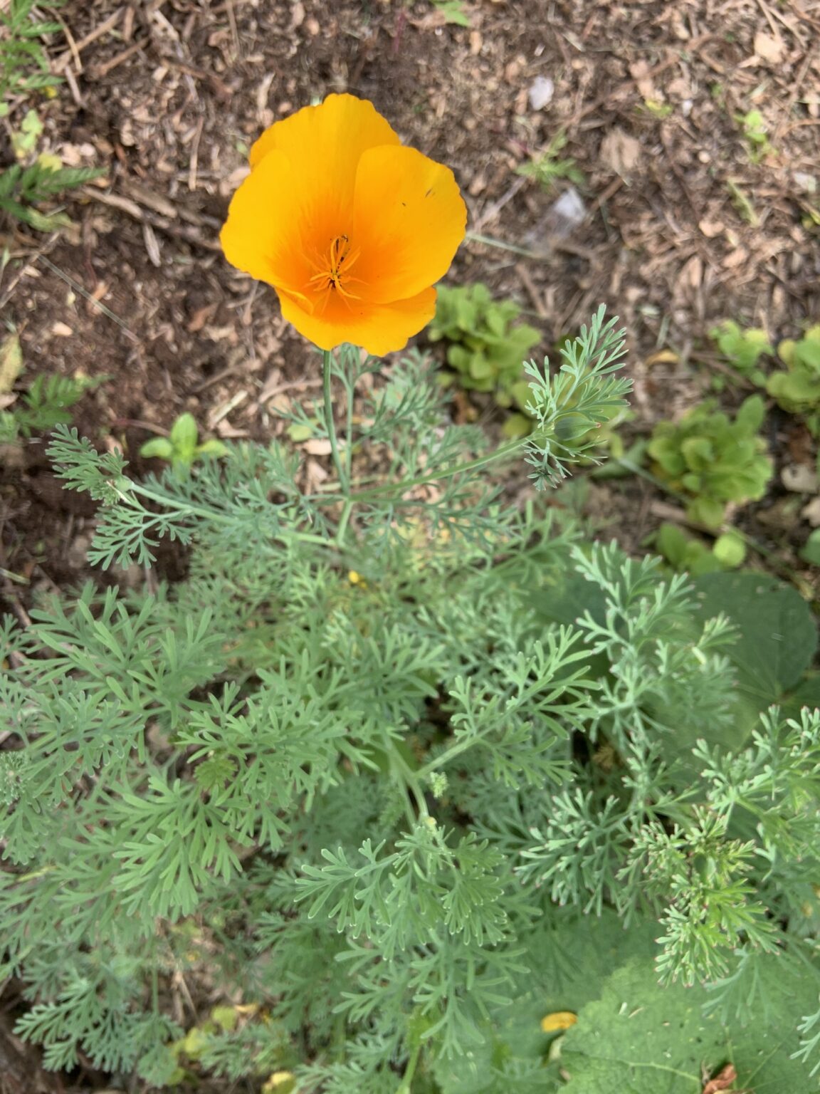 Papavero, il fiore del ricordo - Donna Moderna