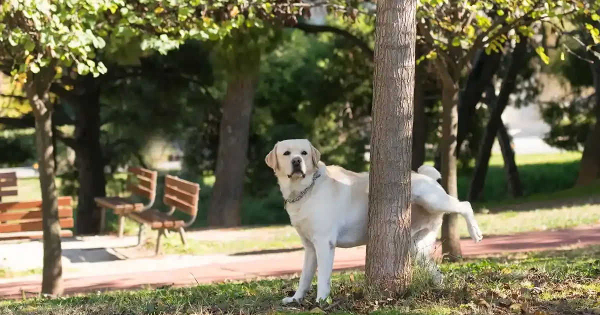 Pipì dei cani in strada, multe fino a 500 euro: pubblico diviso - Donna ...