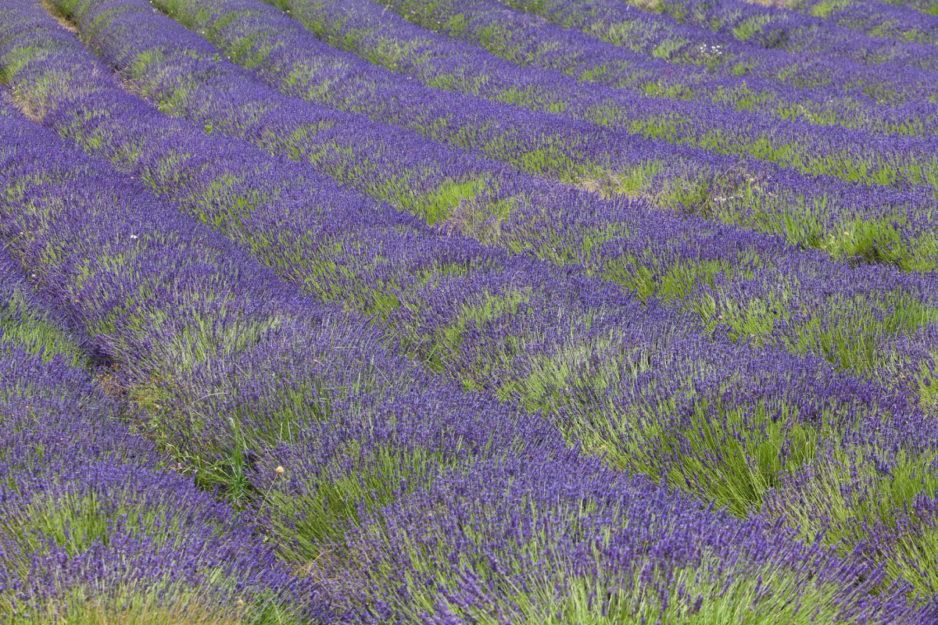 Alessandria e Monferrato: l’estate fiorisce al profumo di lavanda ...