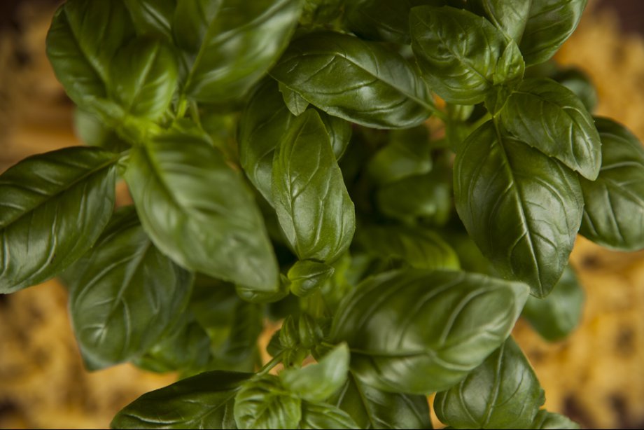 Come usare il basilico | Ricette | Conservazione - Donna Moderna