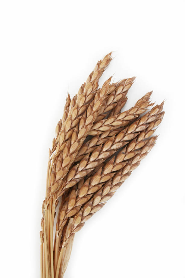 Farro | Ricette | Proprietà - Donna Moderna