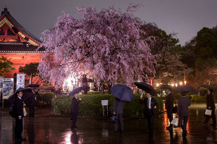 Hanami in Italia 2019: quando e dove | Fioritura dei ciliegi come in ...